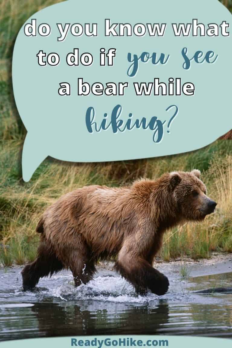 Wildlife Safety Tips for Hikers - Ready Go Hike