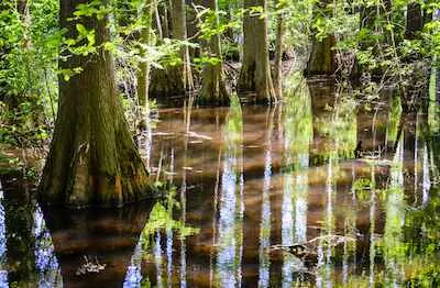 Gorgeous Hiking Trails in Delaware With Unbeatable Views - Ready Go Hike