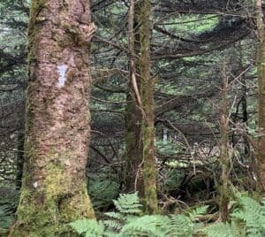 How to Read Hiking Trail Blazes - Ready Go Hike